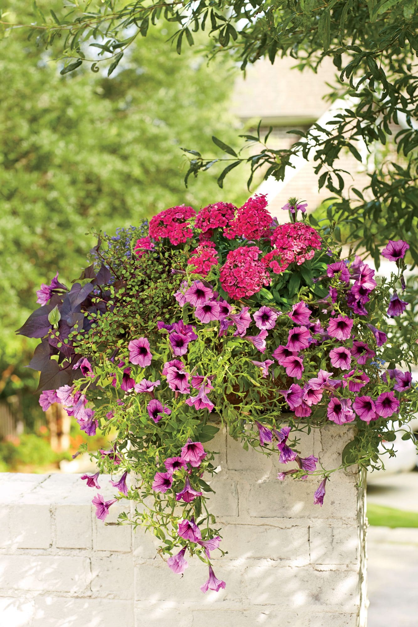Which Mulch Colour is Right for Your House? - Curb Appeal